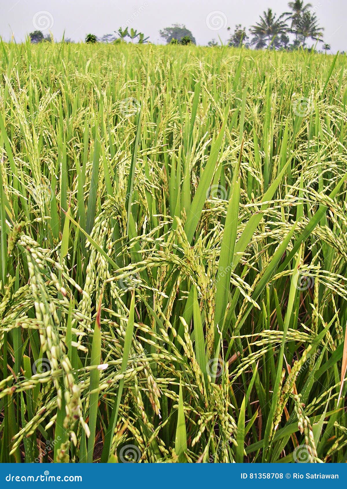 Paddy stock photo. Image of grow, growth, farming, golden - 81358708