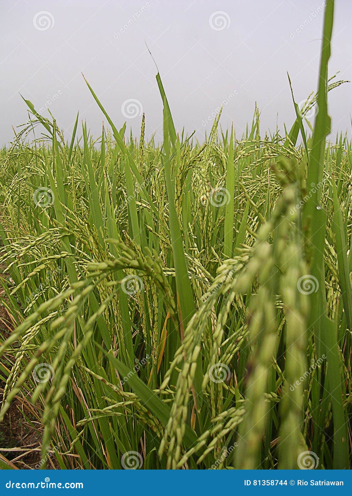 Paddy stock photo. Image of laos, crop, leaf, green, culture - 81358744