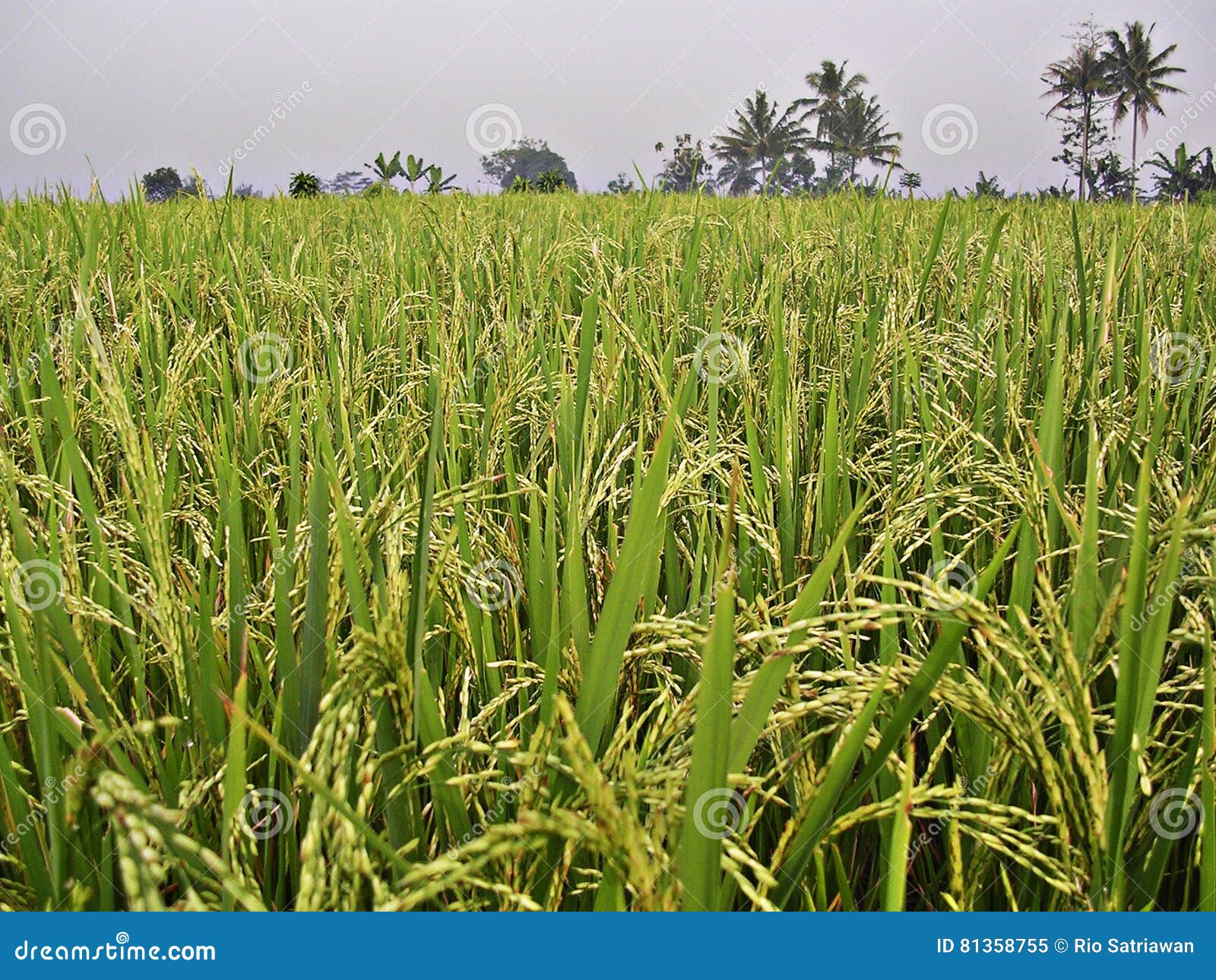 Paddy stock image. Image of agriculture, grow, background - 81358755