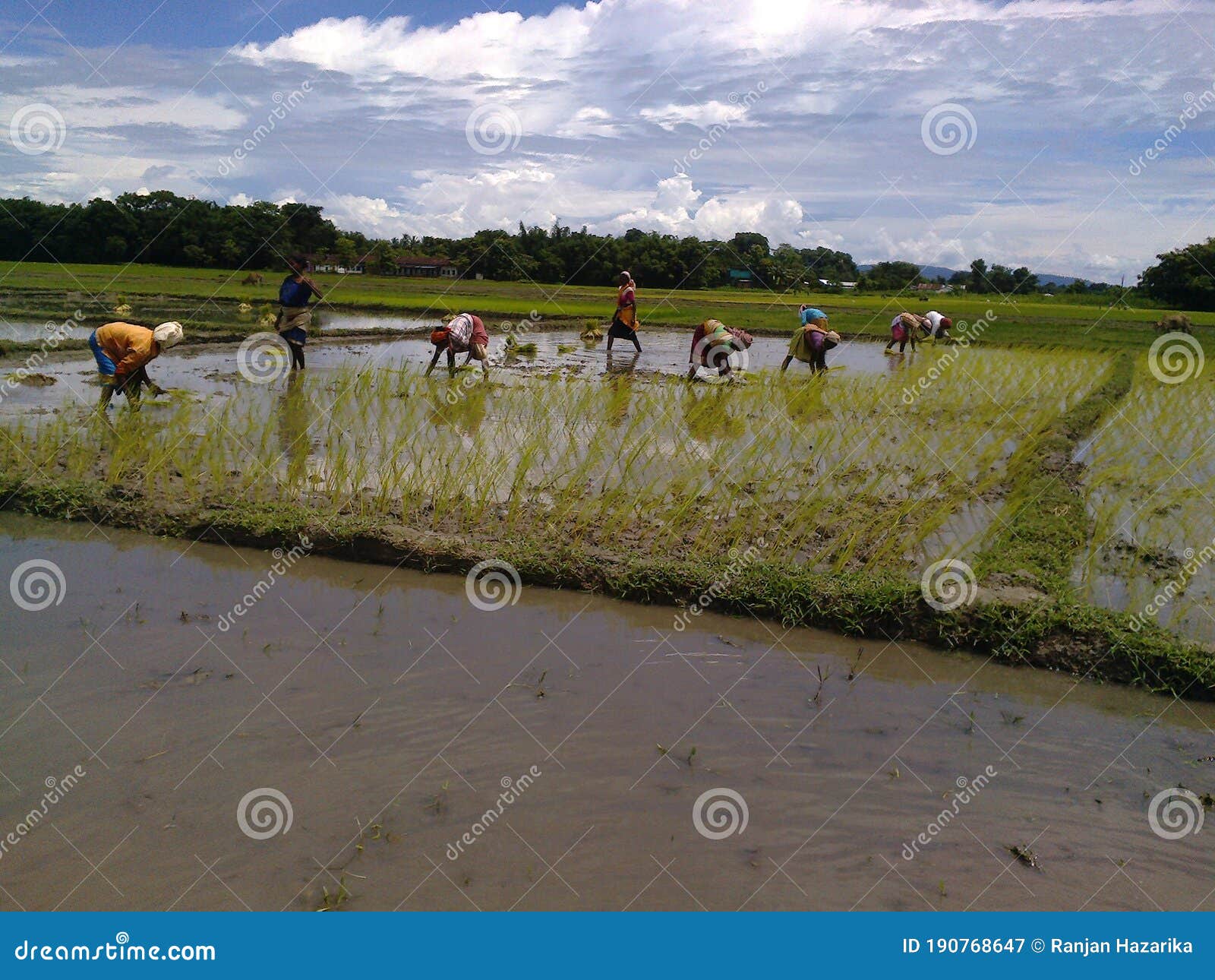Paddy Field in Assam @ North Eastern State in India Editorial ...
