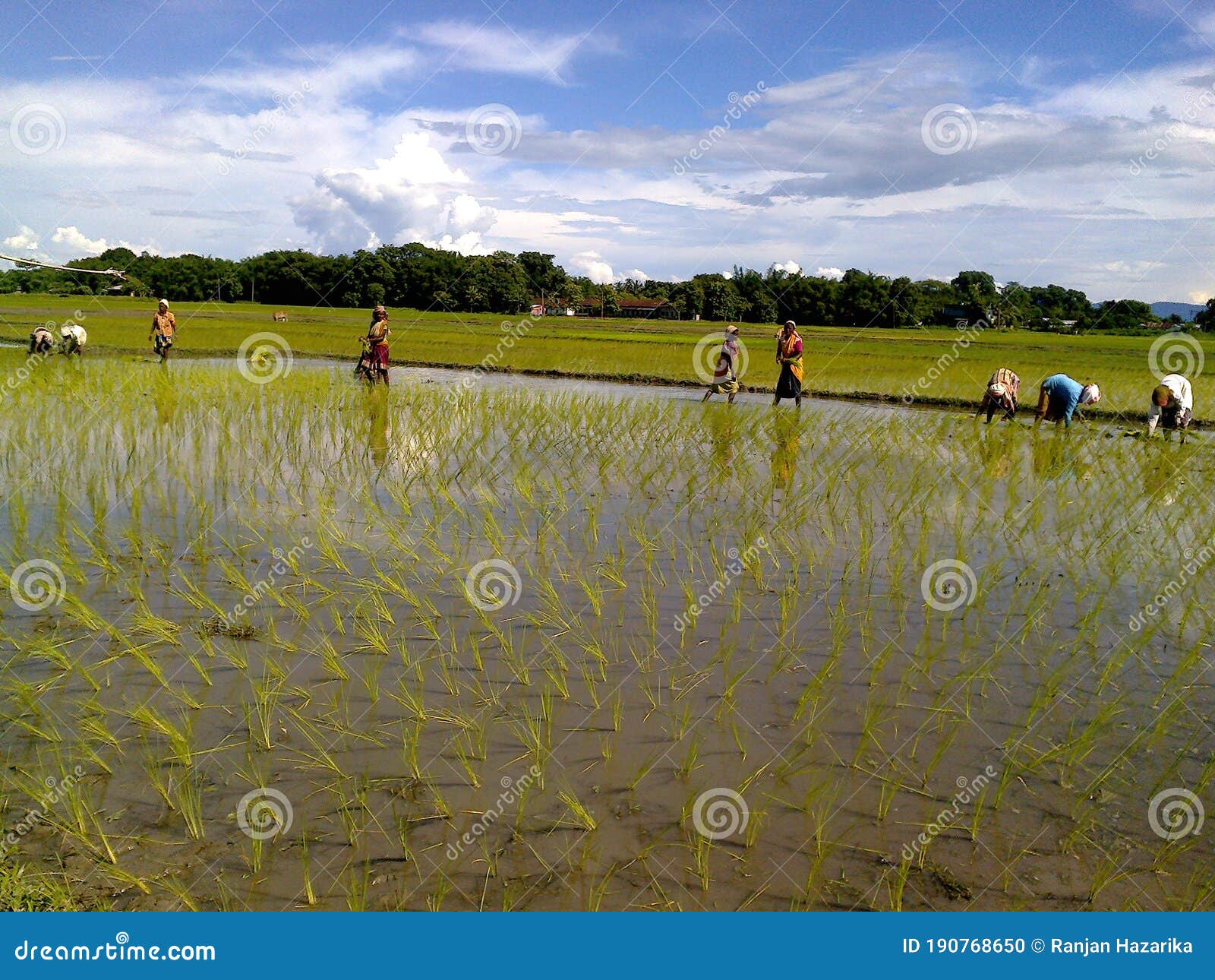Paddy Field in Assam @ North Eastern State in India Editorial Image ...