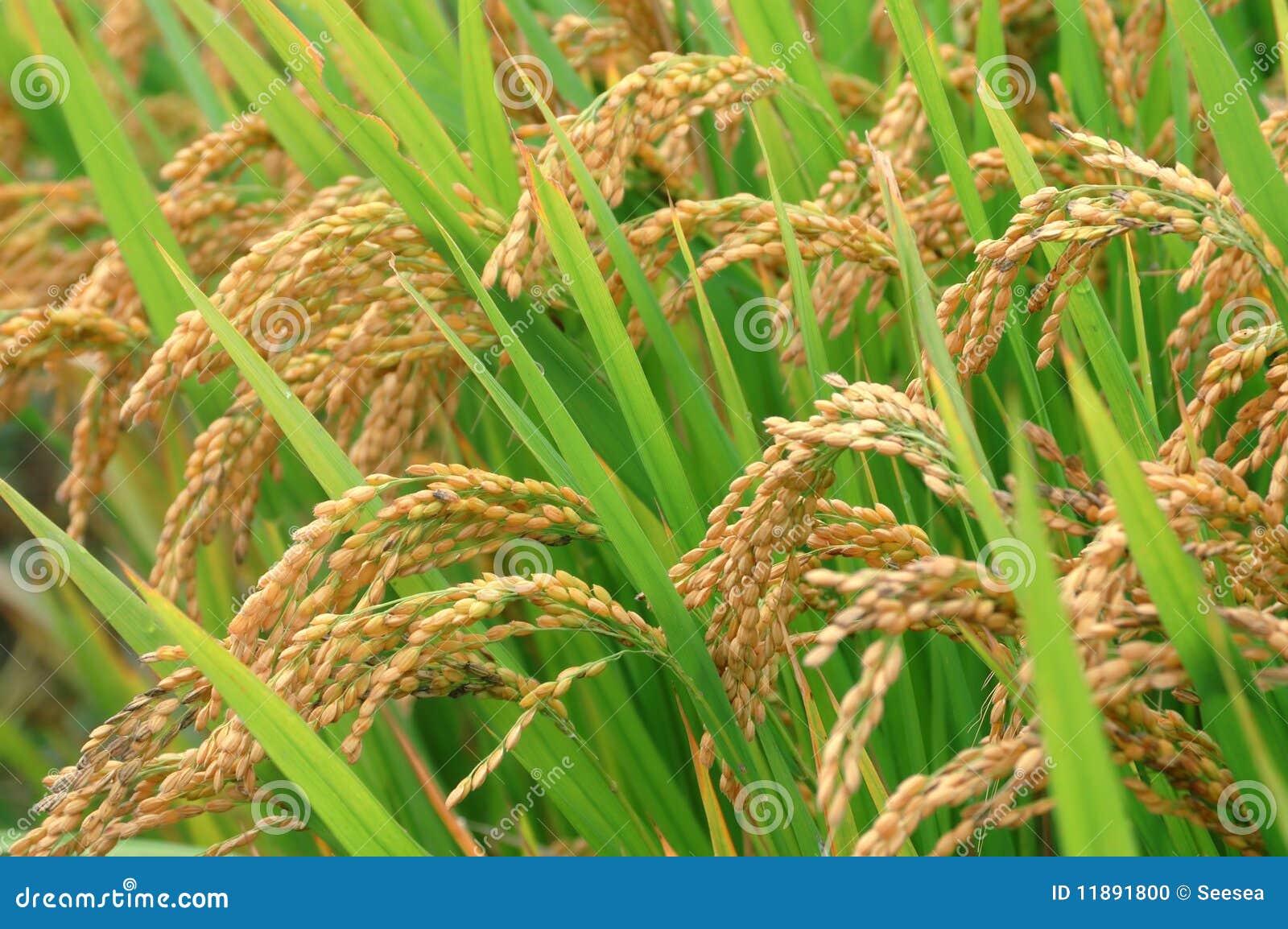 Paddy Field In Yogyakarta Royalty-Free Stock Photography ...