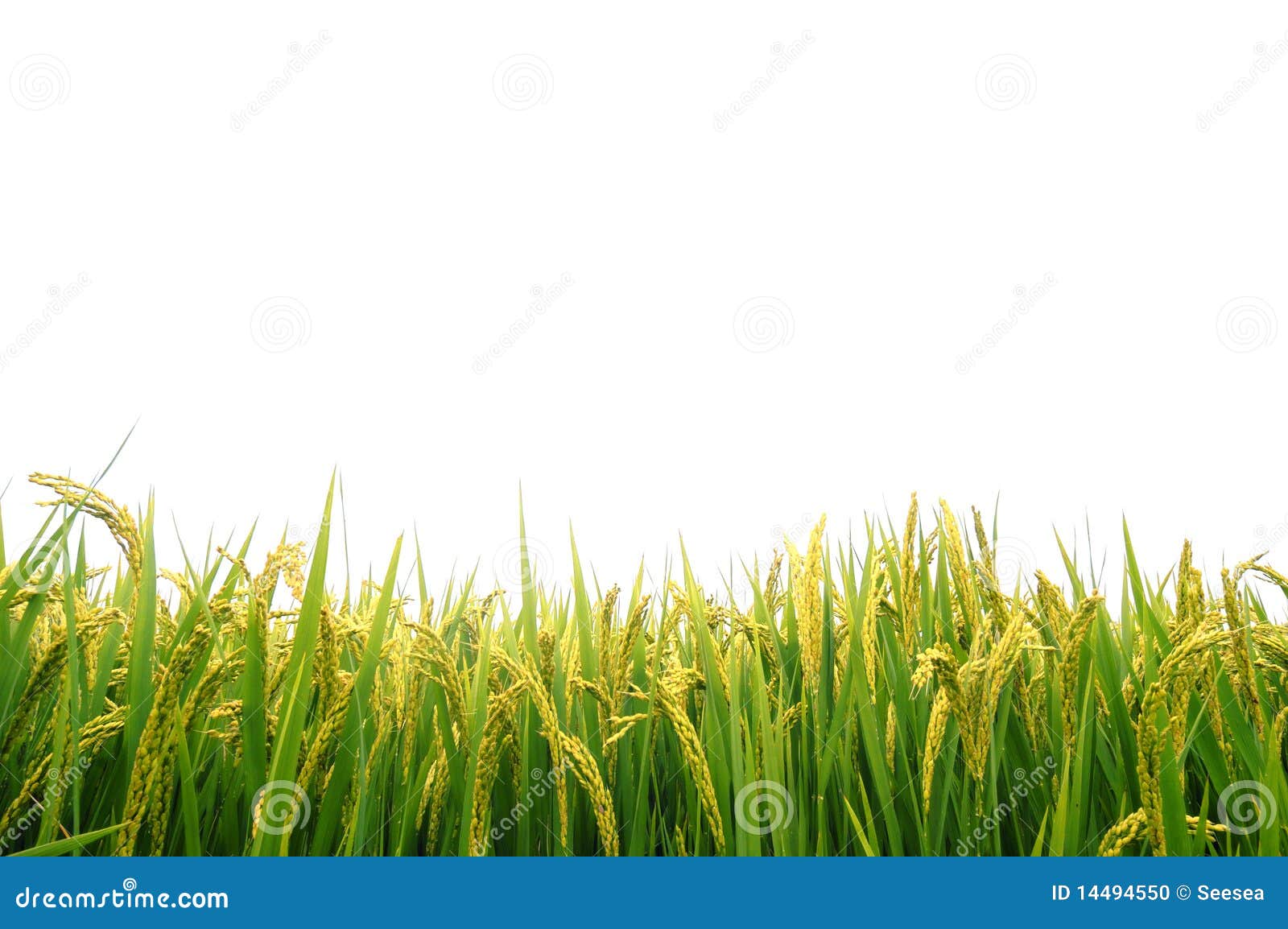 Paddy field in autumn stock photo. Image of white, botany - 14494550