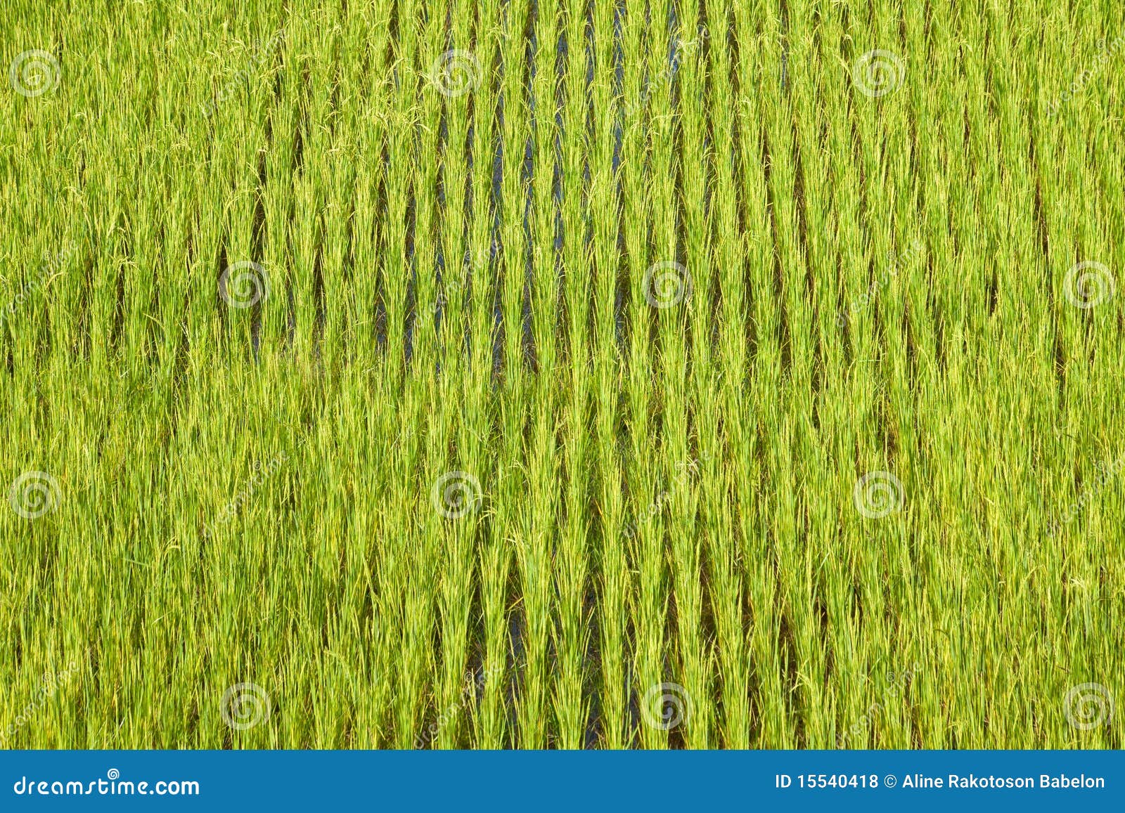 Paddy field background stock photo. Image of culture - 15540418
