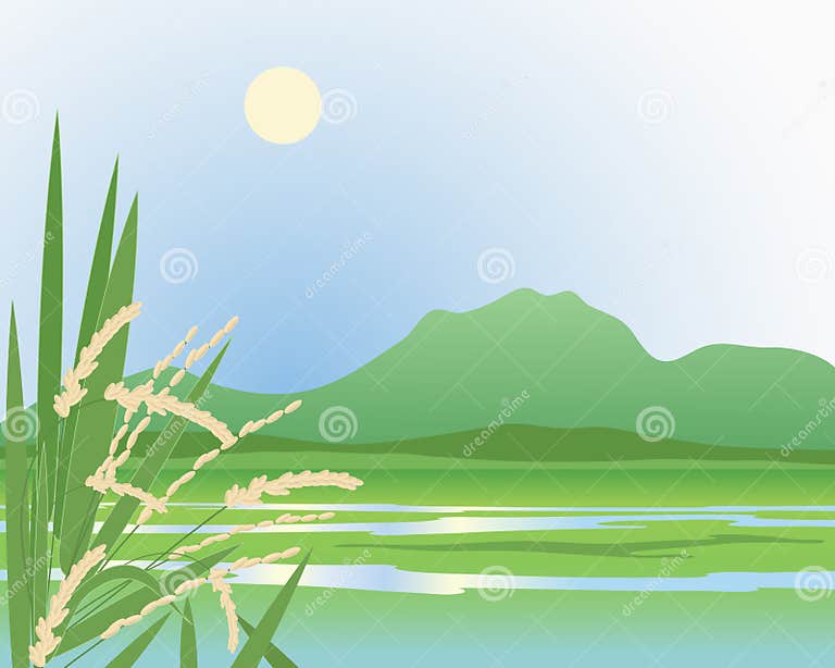 Paddy field background stock vector. Illustration of field - 22016506