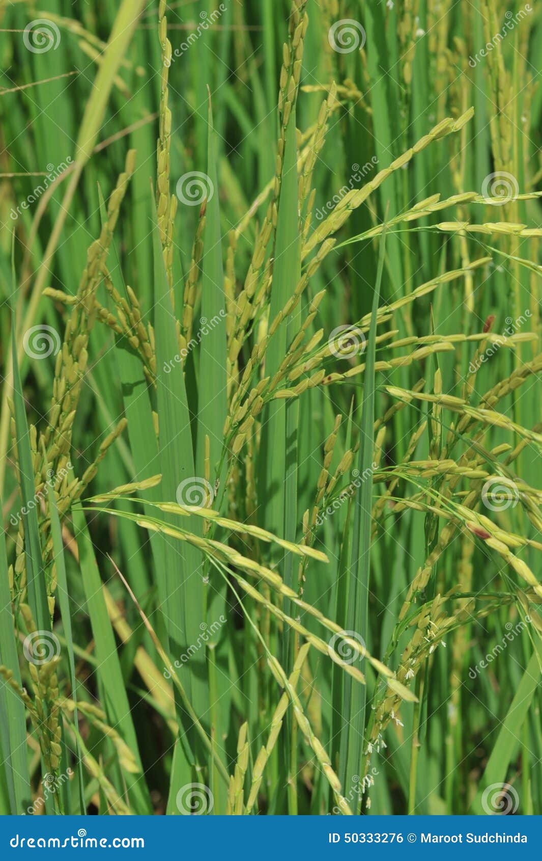 Paddy field stock photo. Image of foliage, grow, paddy - 50333276