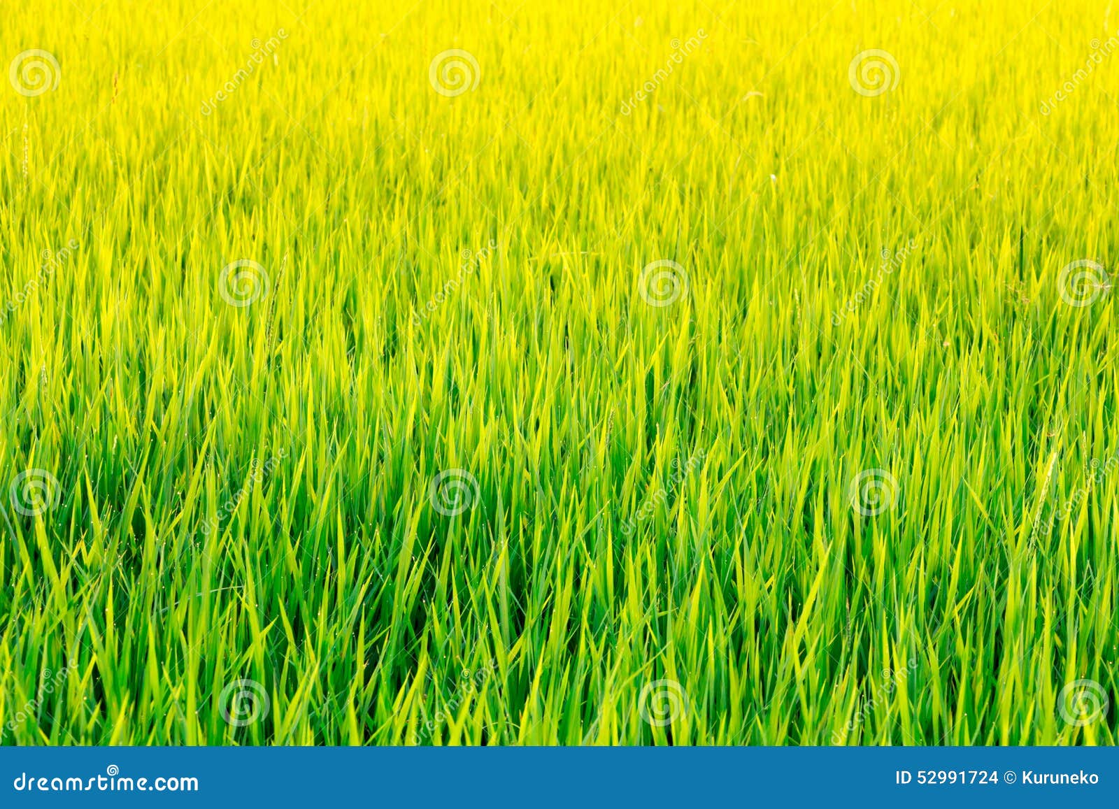Paddy field background stock photo. Image of countryside - 52991724
