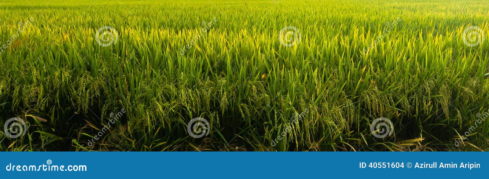 Paddy field background stock photo. Image of paddy, agriculture - 40551604