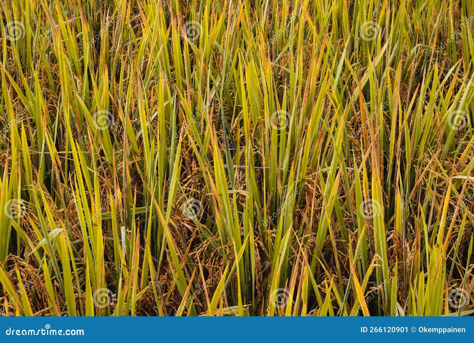 Paddy Field Background Texture . Ears and Leaves of Rice. Stock Image ...