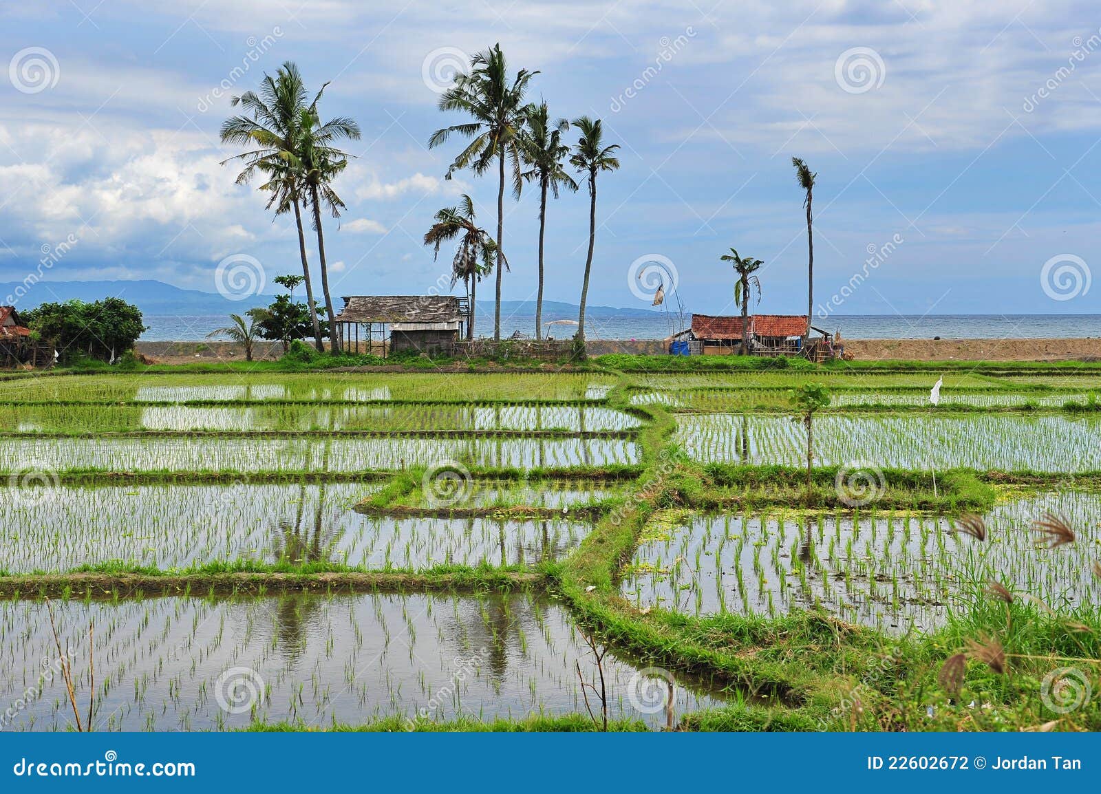 Paddy field in Bali stock photo. Image of industry, hill - 22602672