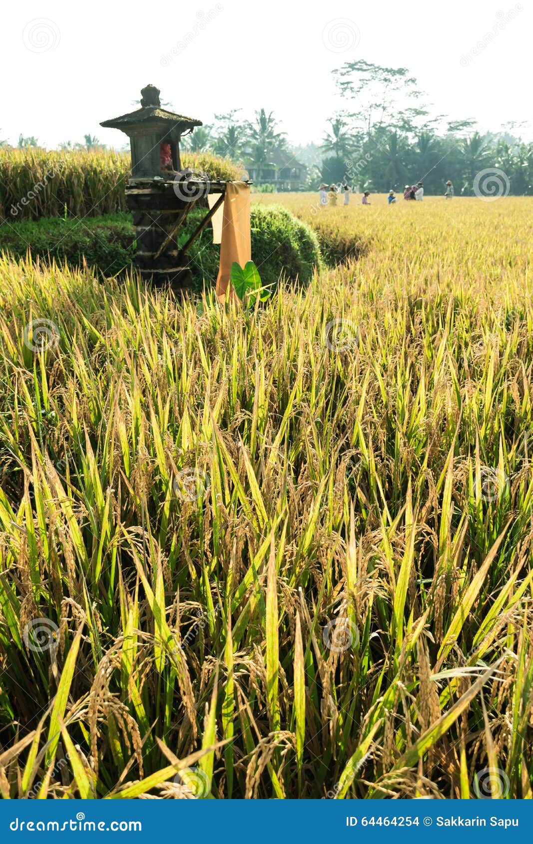 Paddy field in Bali stock photo. Image of indonesia, growth - 64464254