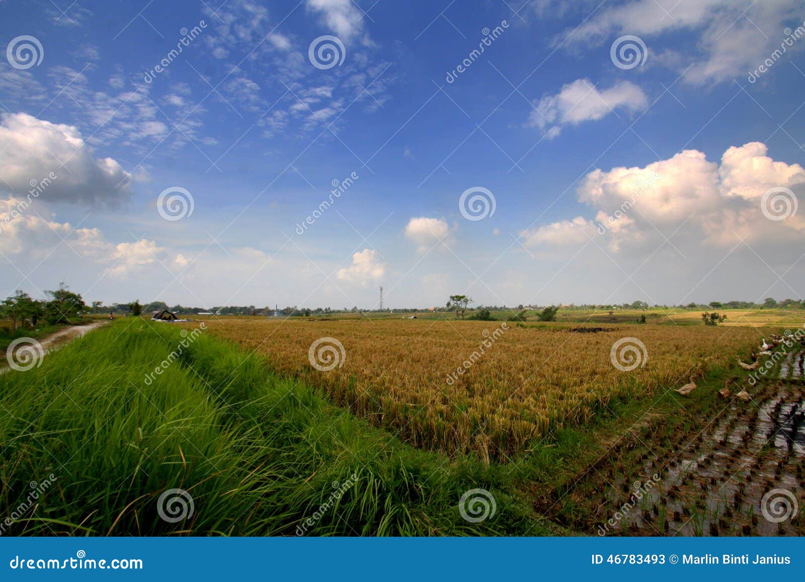 Paddy Field in Bali Indonesia Stock Image - Image of grass, plant: 46783493