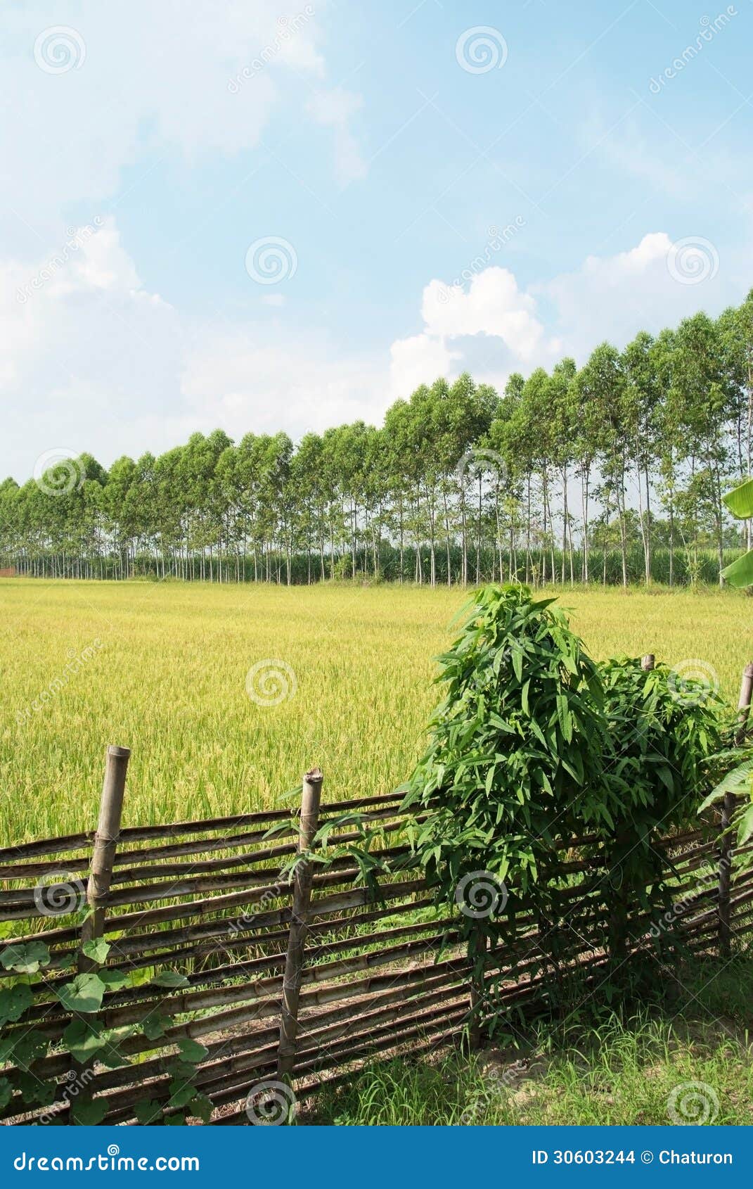 Paddy field 1 stock photo. Image of landscape, environment - 30603244