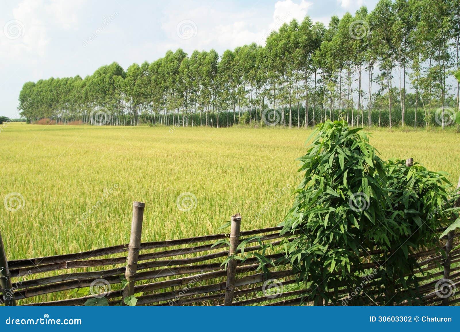 Paddy field 1 stock photo. Image of environment, grass - 30603302