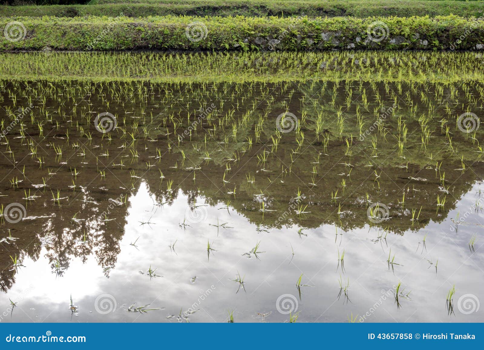 Paddy field with bank stock photo. Image of corn, landscape - 43657858