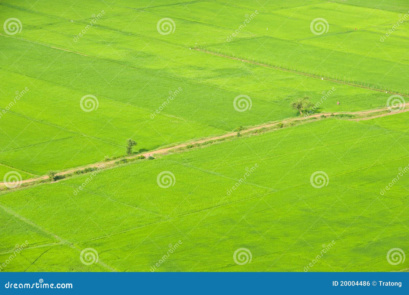 Paddy field ,bird eye view stock photo. Image of light - 20004486