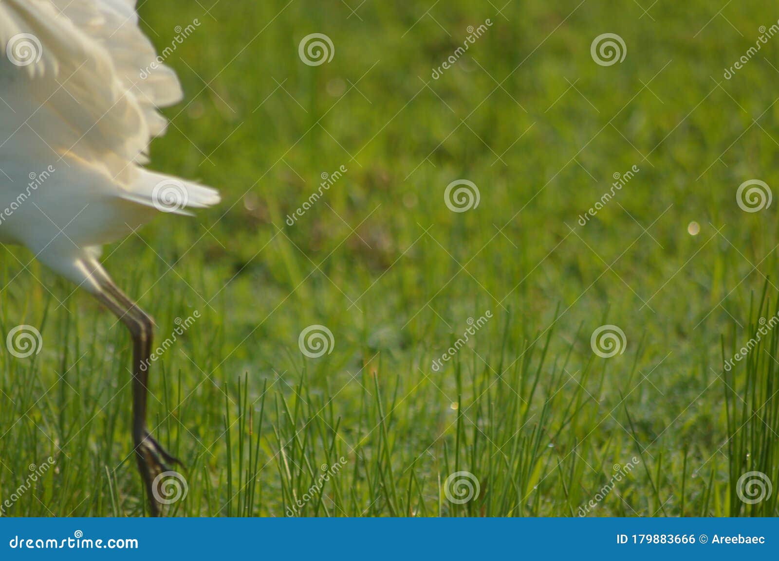 Paddy Field and Bird on Fly Stock Photo - Image of lawn, waterbird ...