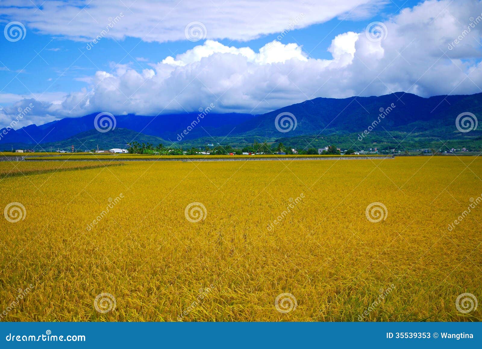 Paddy field stock image. Image of mountain, countryside - 35539353