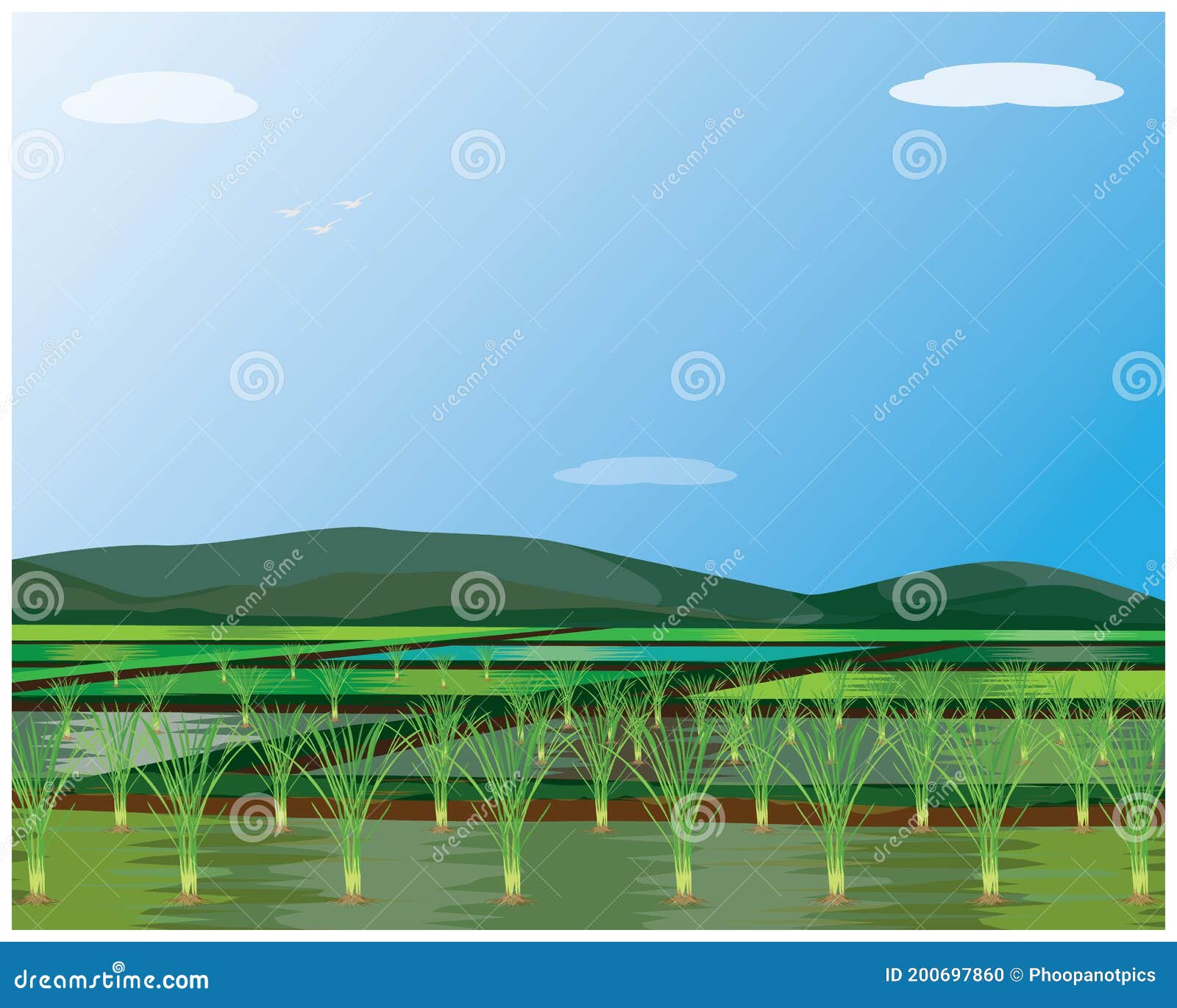 Paddy Field with Blue Sky Background Vector Stock Vector - Illustration ...