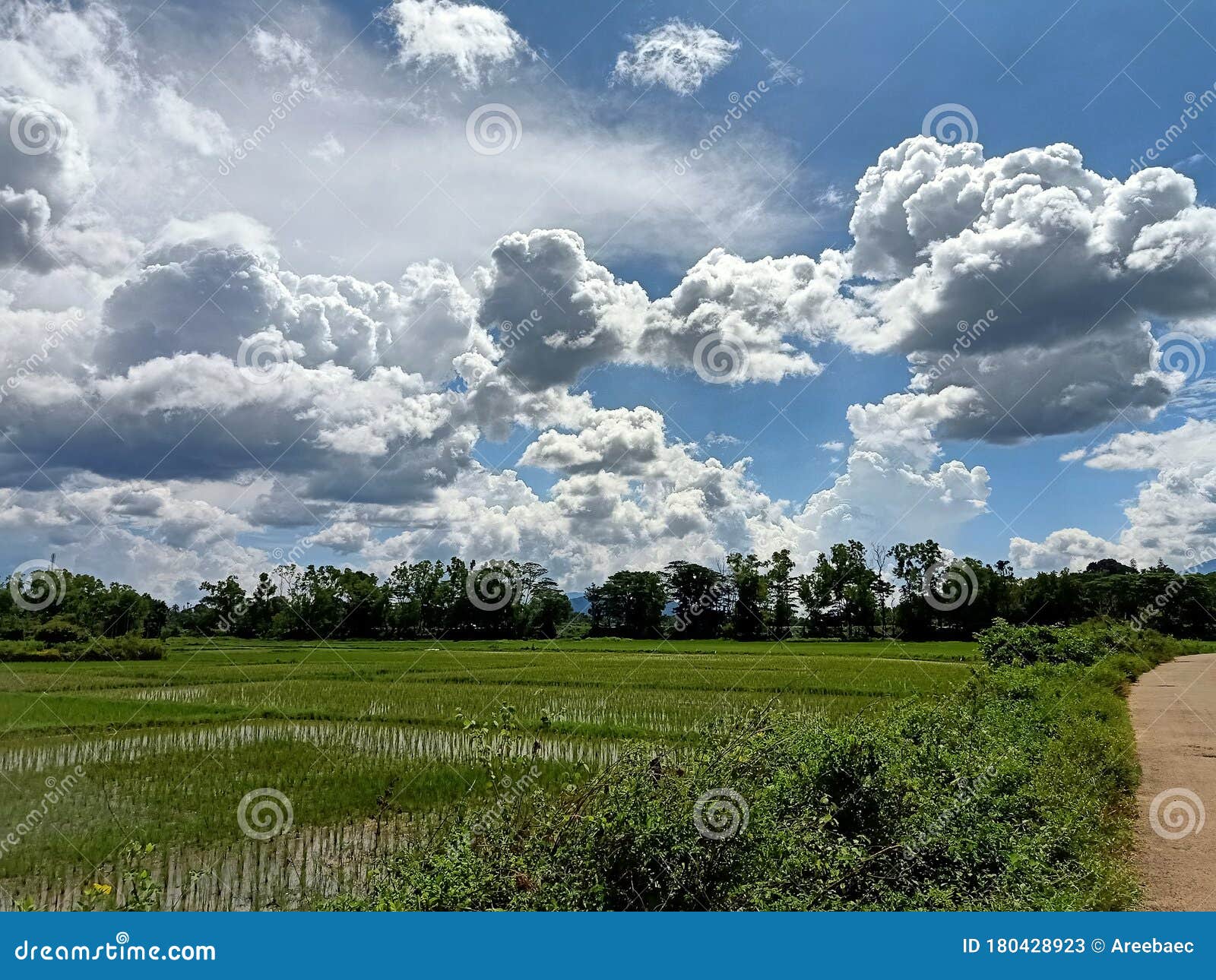 Paddy Field and the Blue Sky with Clouds Stock Image - Image of clouds ...