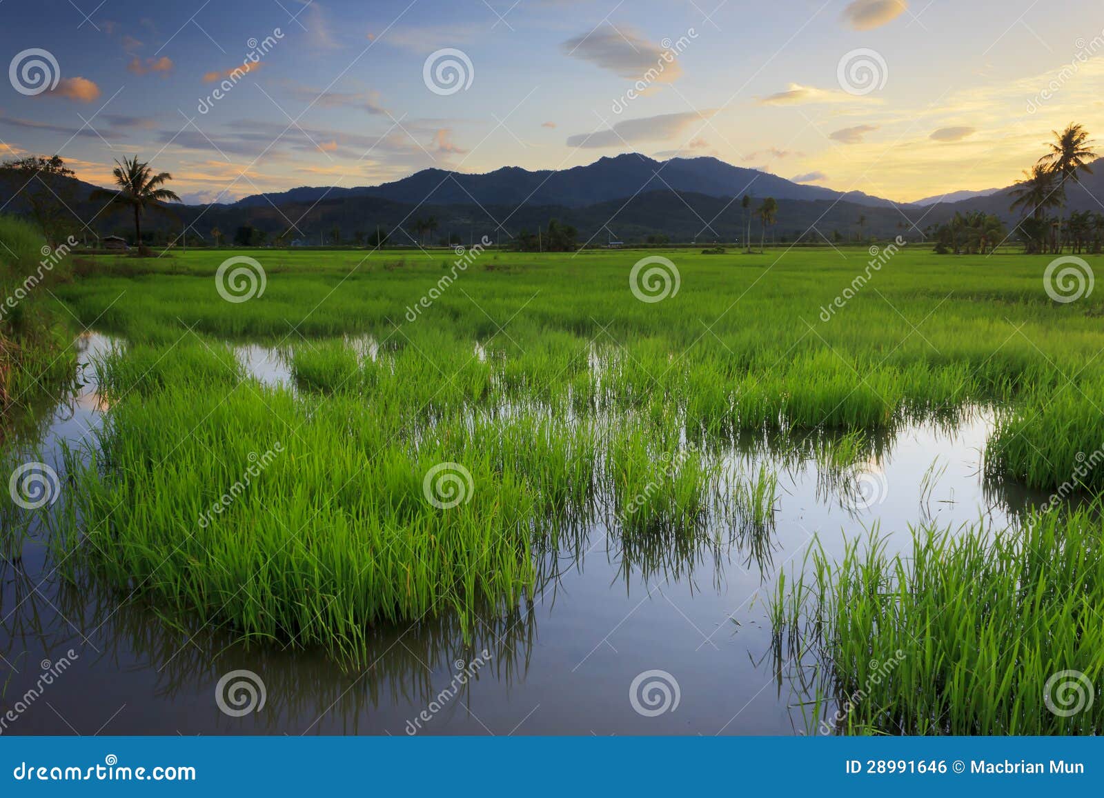 Borneo Paddy Field Full Of Ripe Rice Ready For Harvest In Malaysia ...