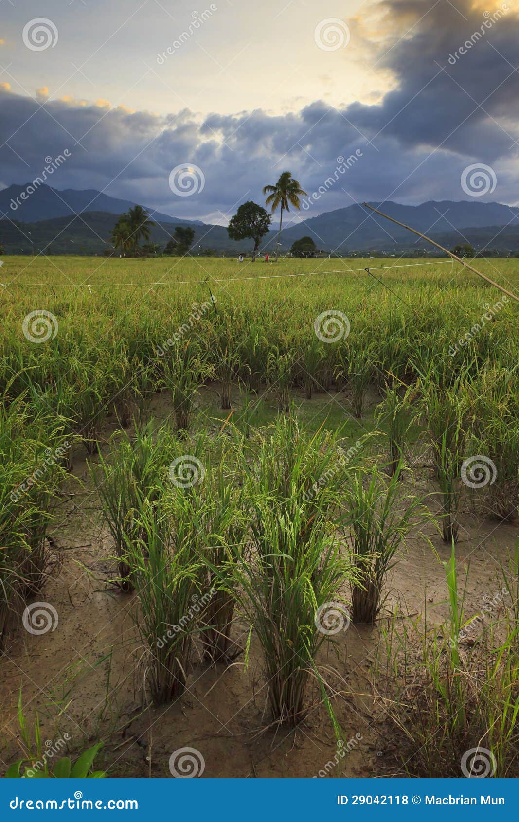 Paddy Field at Borneo, Sabah, Malaysia Stock Photo - Image of colorful ...