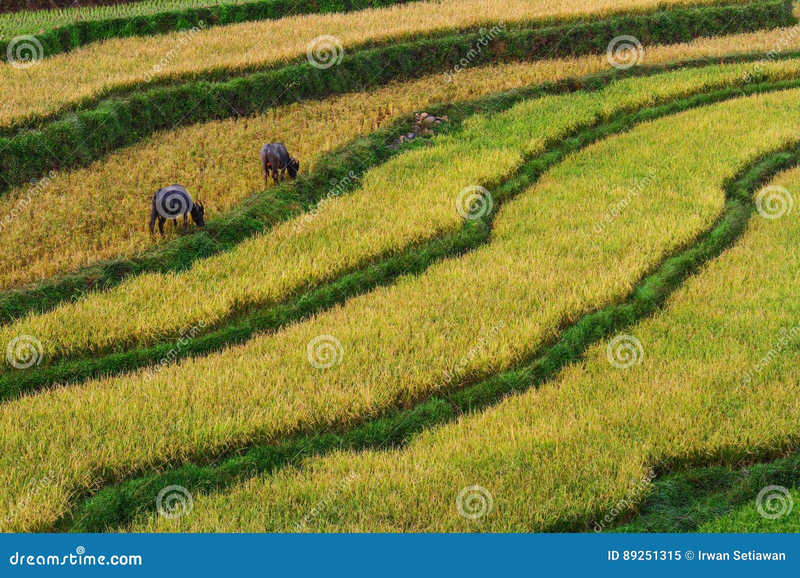 Paddy Field stock image. Image of java, outdoor, buffalo - 89251315