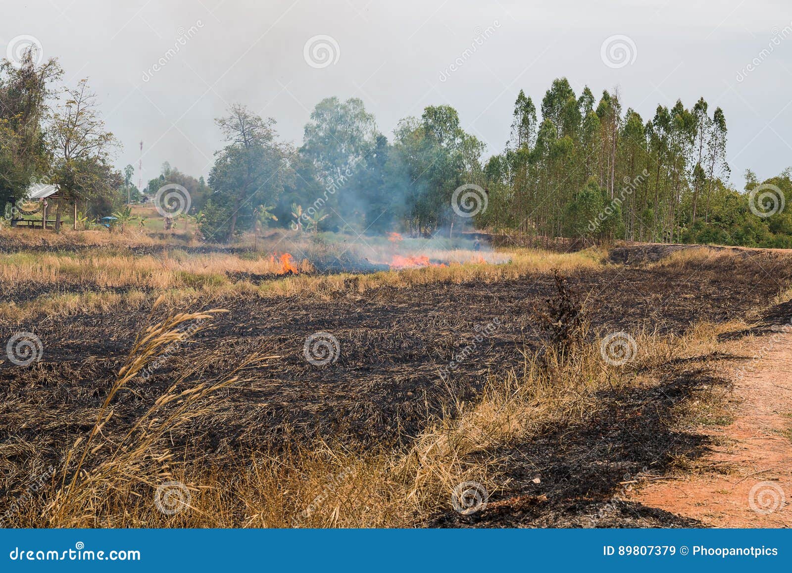 Paddy field burned by fire stock image. Image of field - 89807379