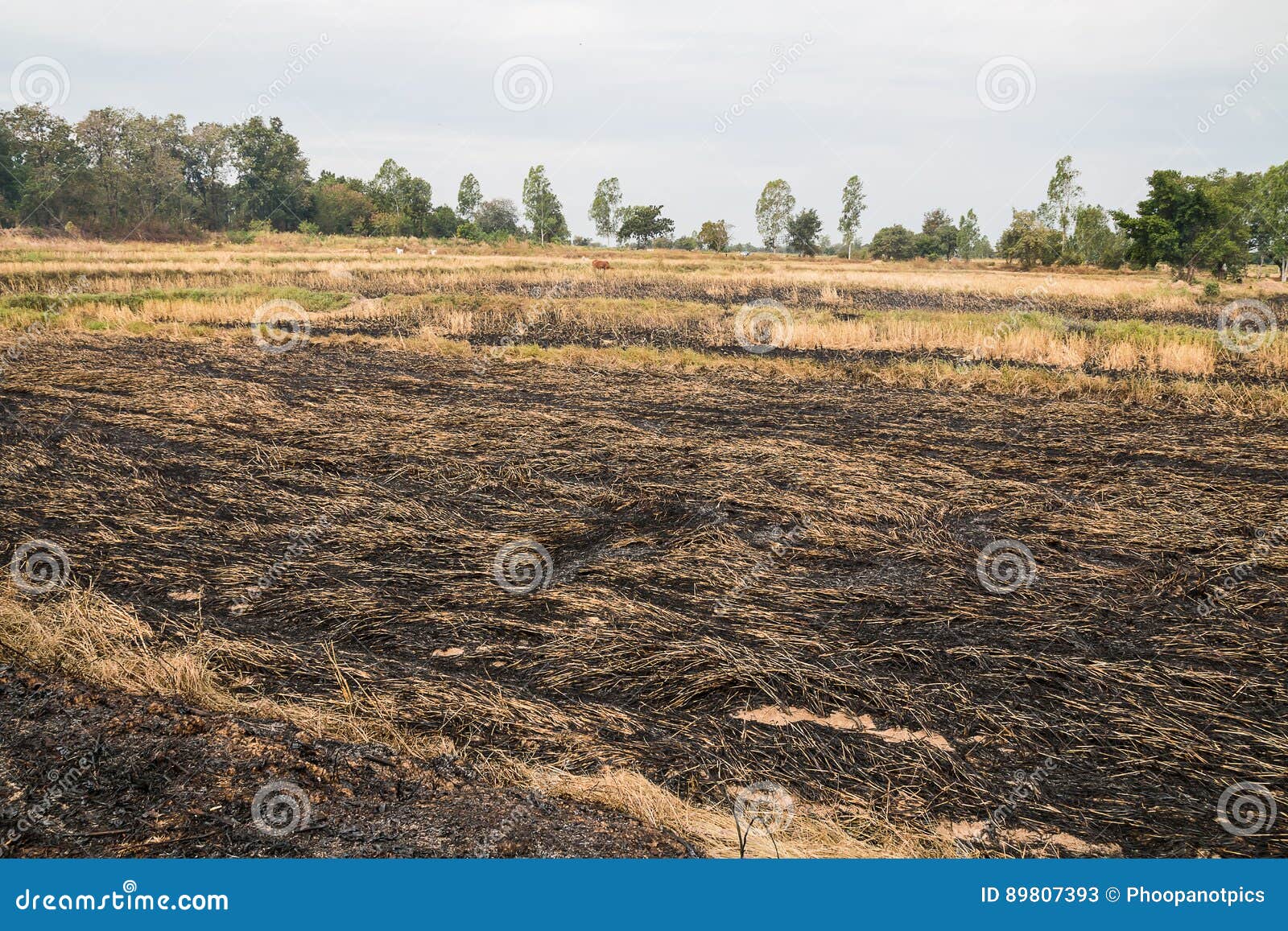 Paddy field burned by fire stock image. Image of field - 89807393