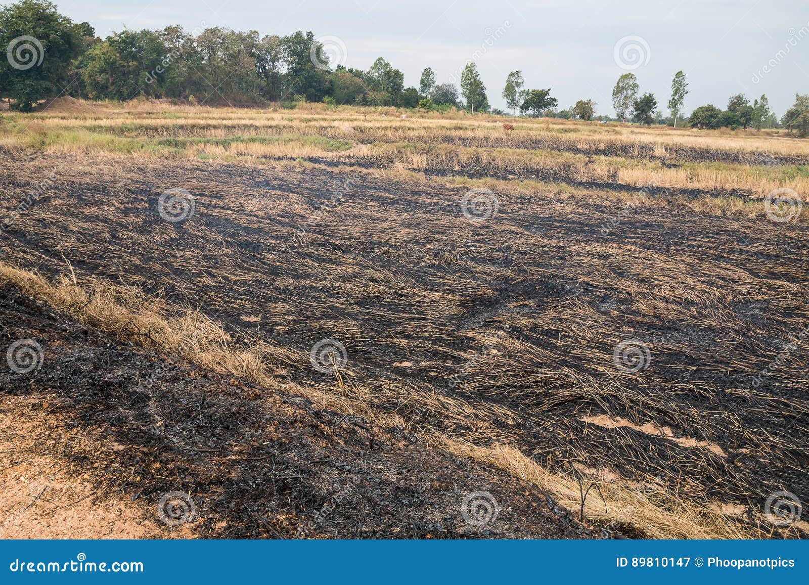 Paddy field burned by fire stock image. Image of agriculture - 89810147