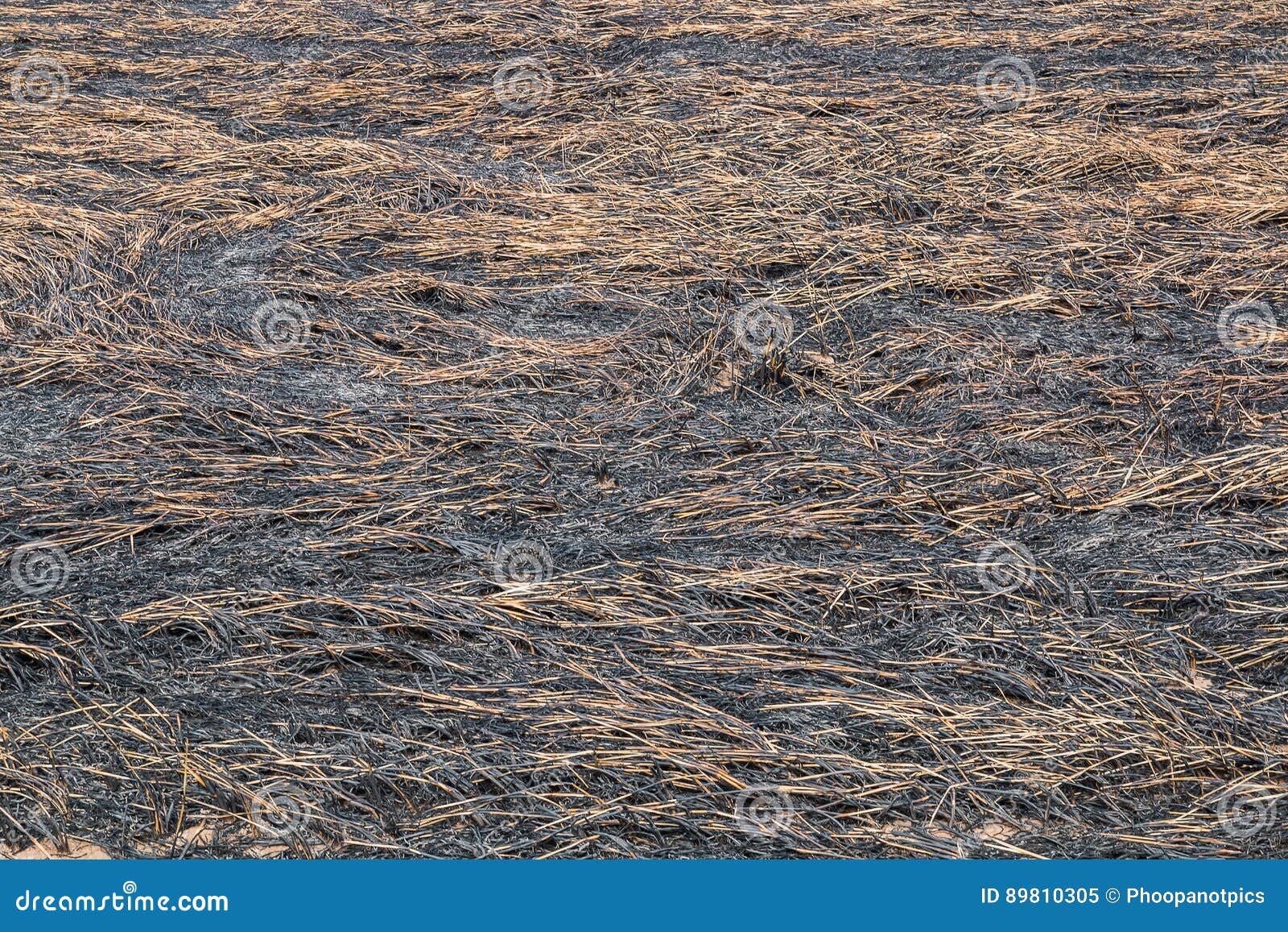 Paddy field burned stock image. Image of harvest, agriculture - 89810305