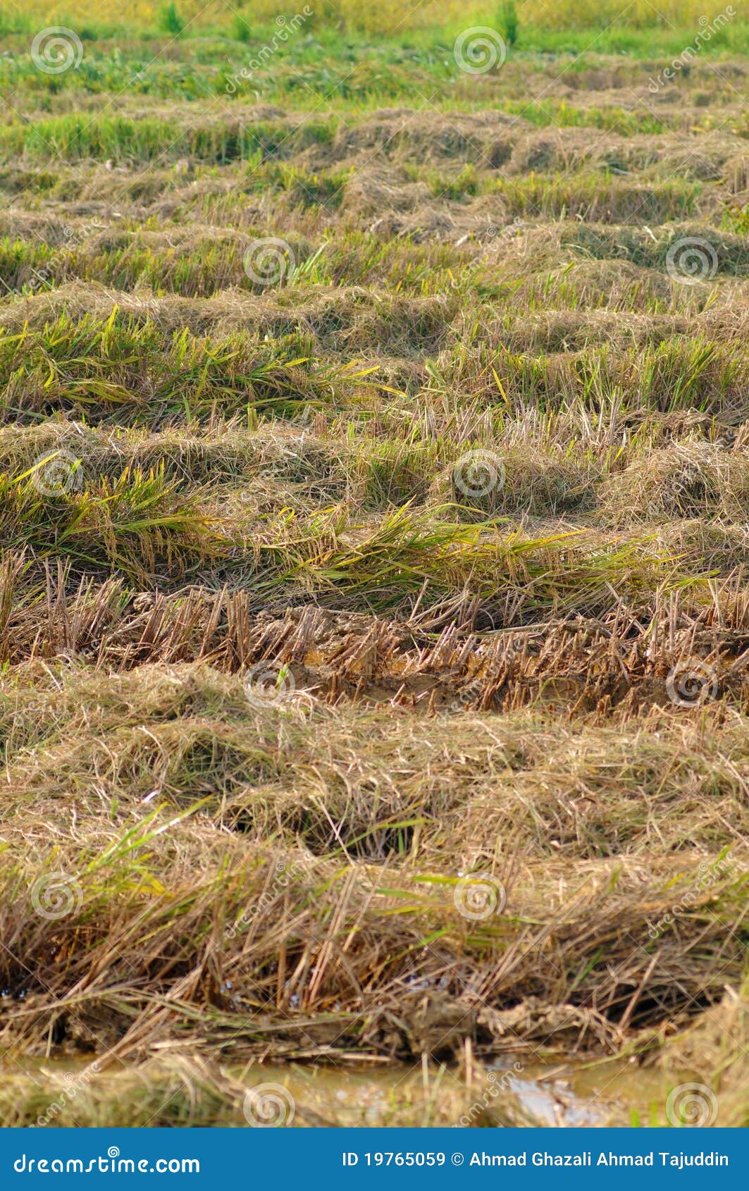 Paddy Field Cleared after Harvest Stock Image - Image of farmland ...