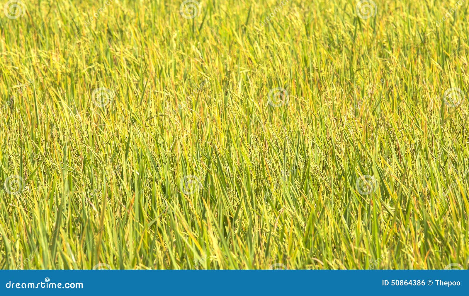Paddy field stock photo. Image of grain, spike, crop - 50864386
