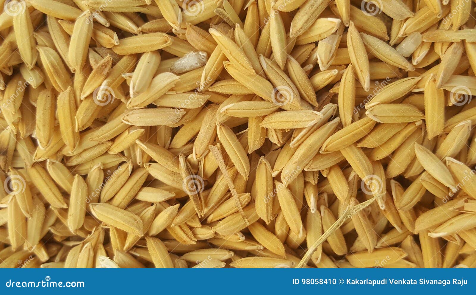 Paddy stock photo. Image of ingredient, husk, crop, harvest - 98058410
