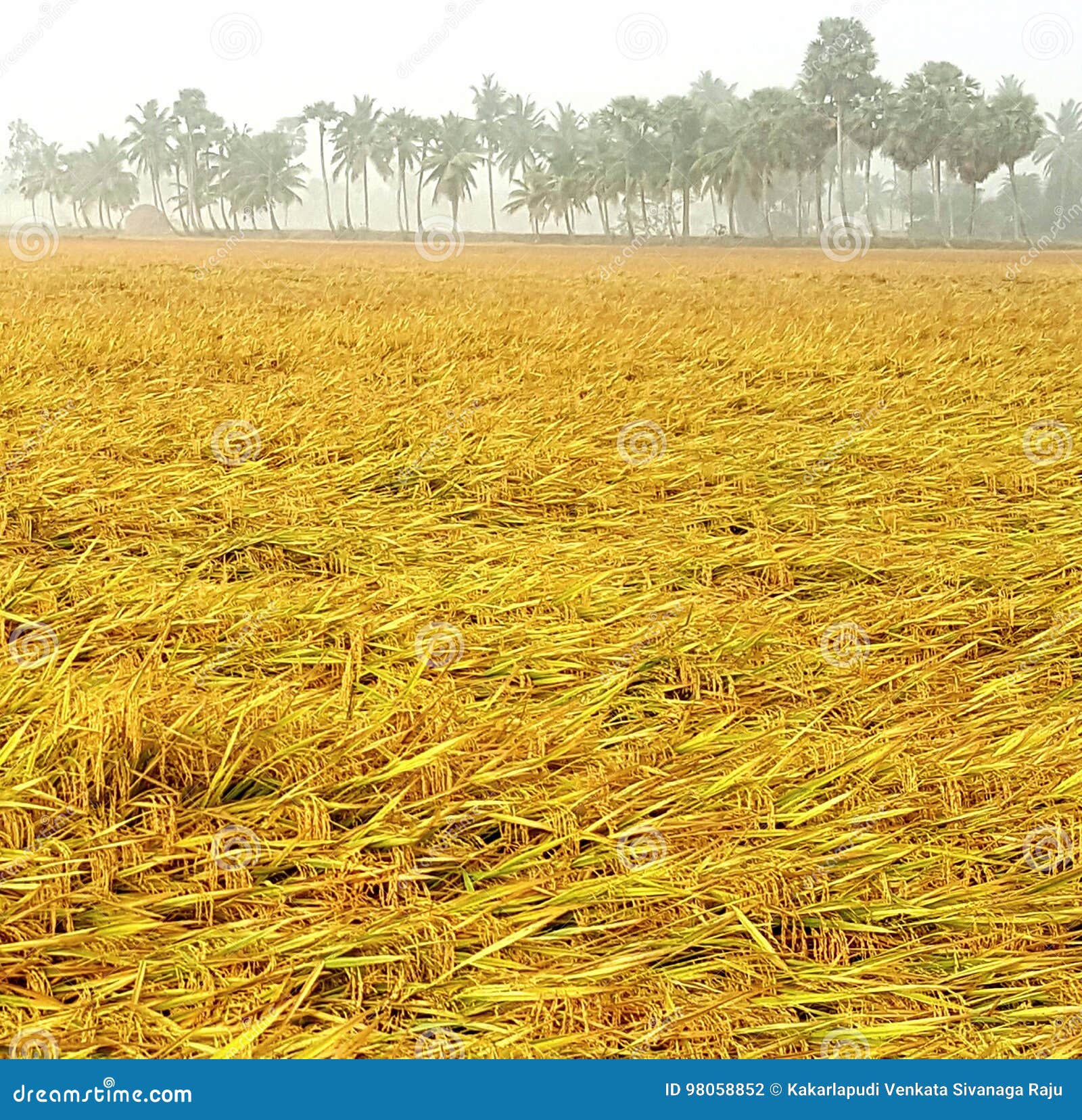 Paddy stock photo. Image of commodity, agriculture, grass - 98058852