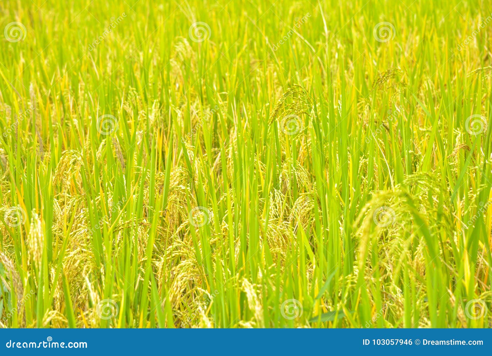Paddy field closeup stock photo. Image of brown, plant - 103057946
