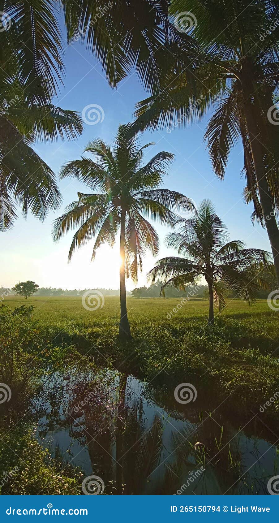 Paddy Field Coconut Plam Trees Tropical Sun Set Stock Photo - Image of ... Paddy Field Coconut Plam Trees Tropical Sun Set Stock Photo - Image of ...
