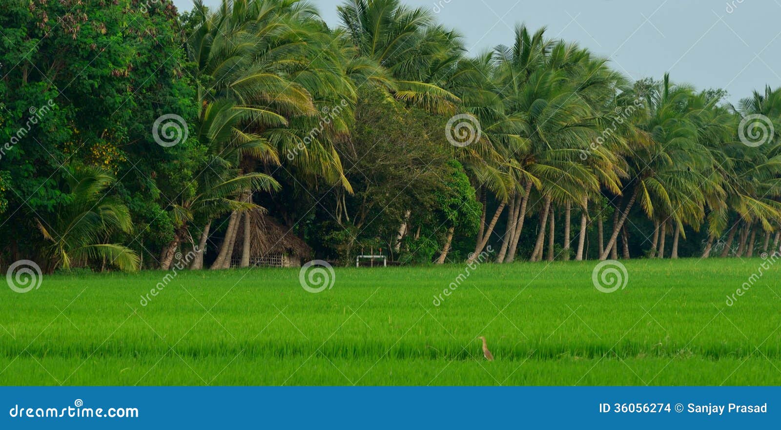 Paddy field 1 stock photo. Image of farming, grow, color - 36056274