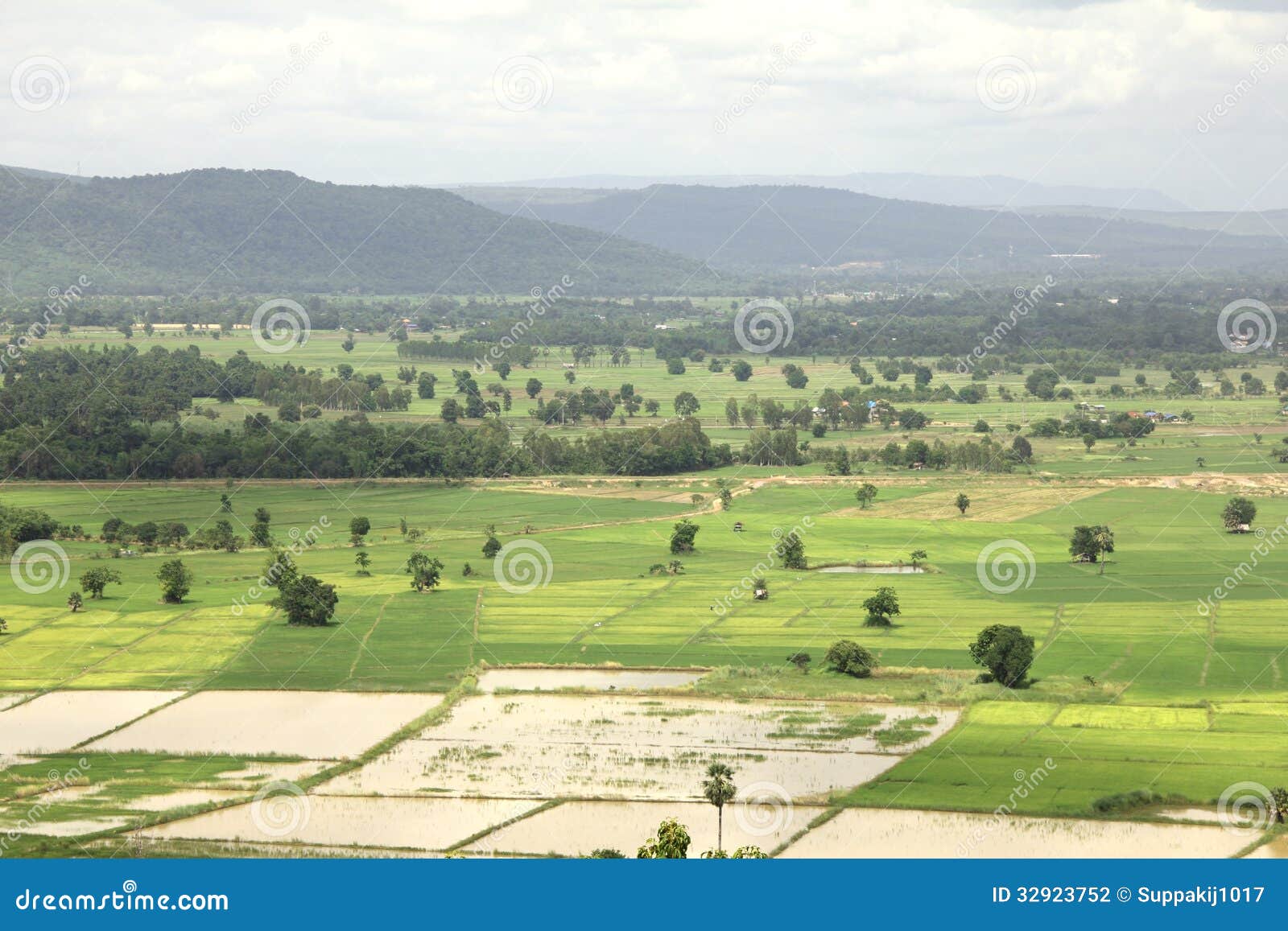 Paddy field stock photo. Image of agriculture, thailand - 32923752