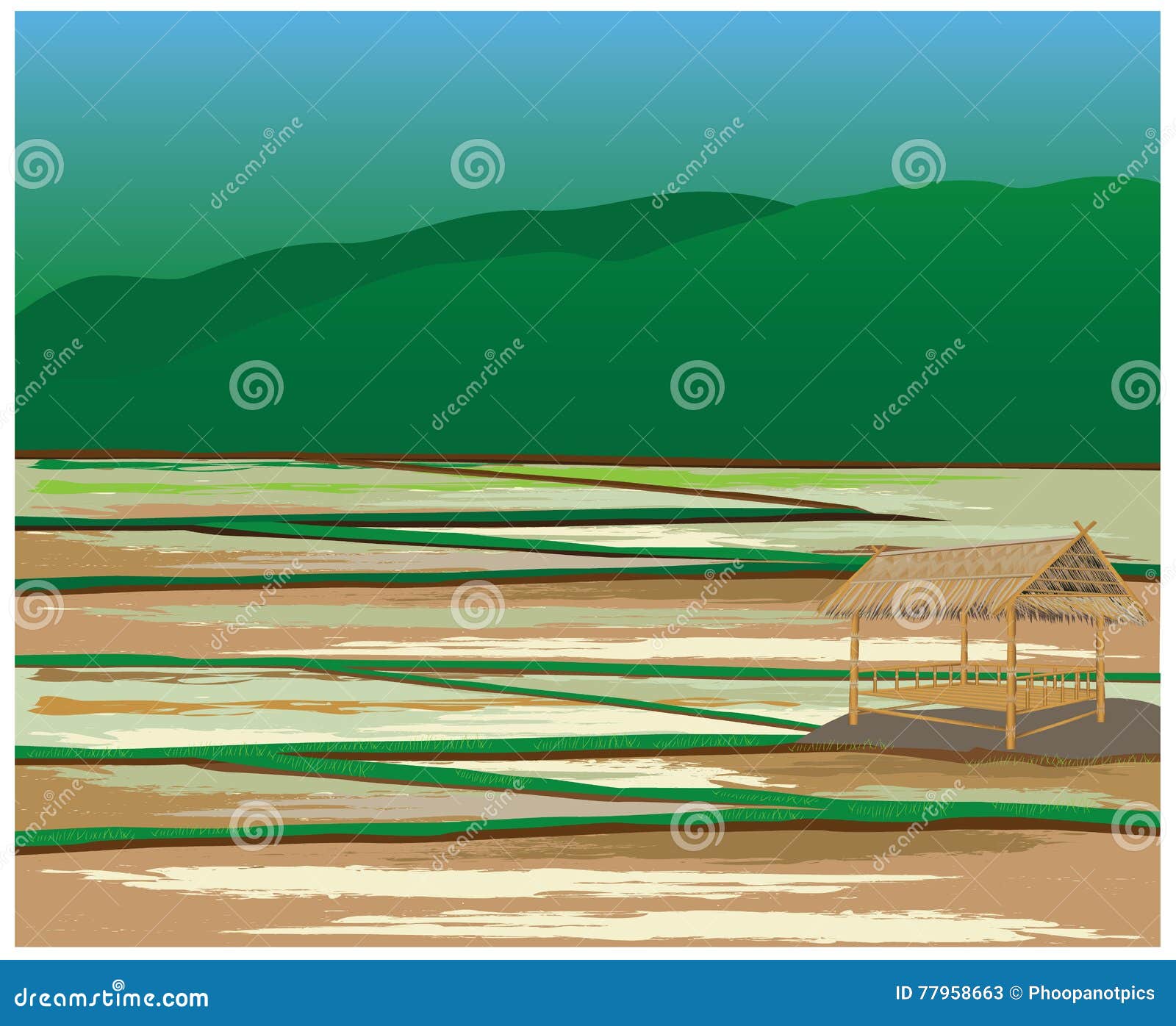 Paddy field stock illustration. Illustration of sprinkle - 77958663