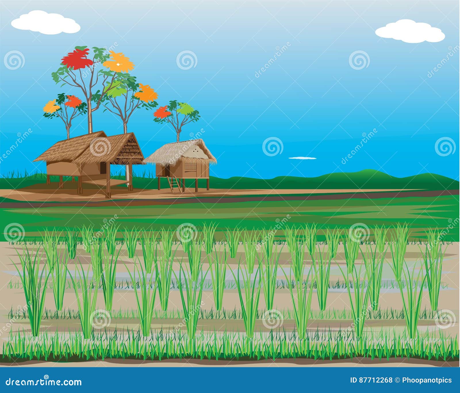 Paddy field stock illustration. Illustration of field - 87712268