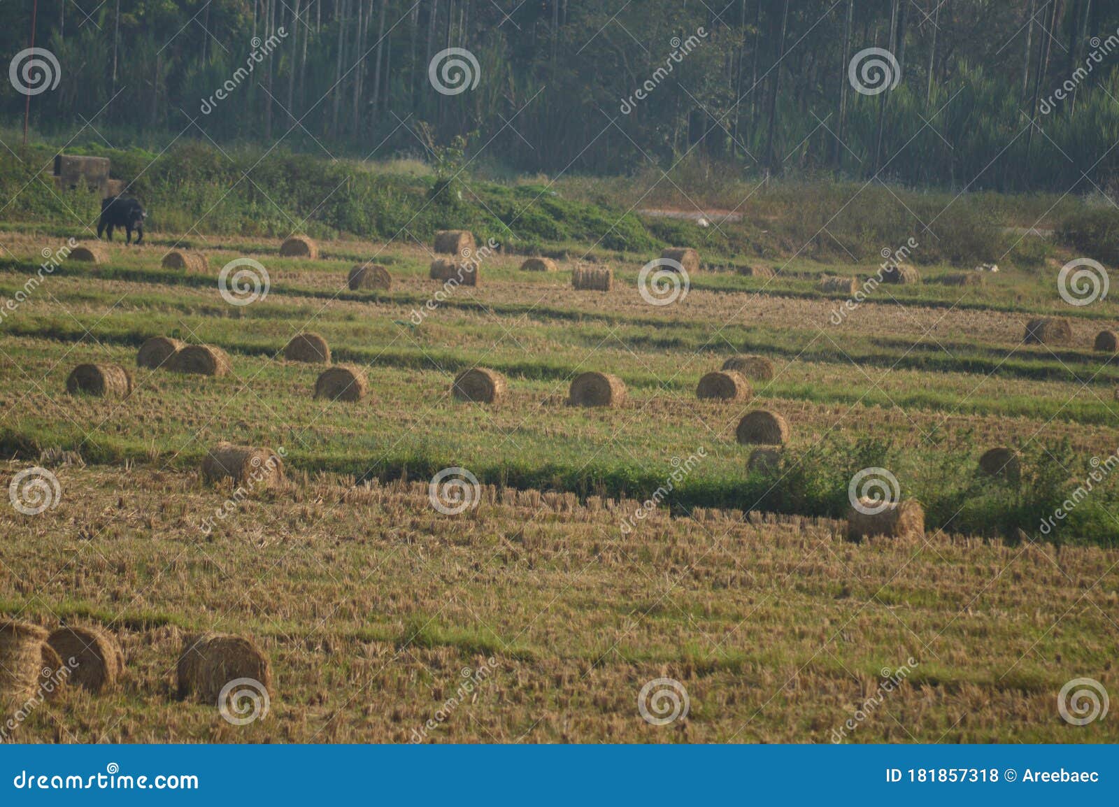 Paddy Field after Cultivation Stock Photo - Image of cultiva, field ...