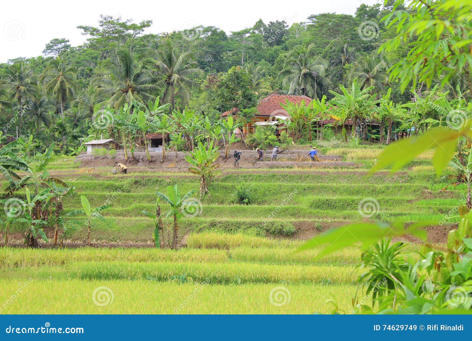 Paddy field editorial stock image. Image of farming, people - 74629749
