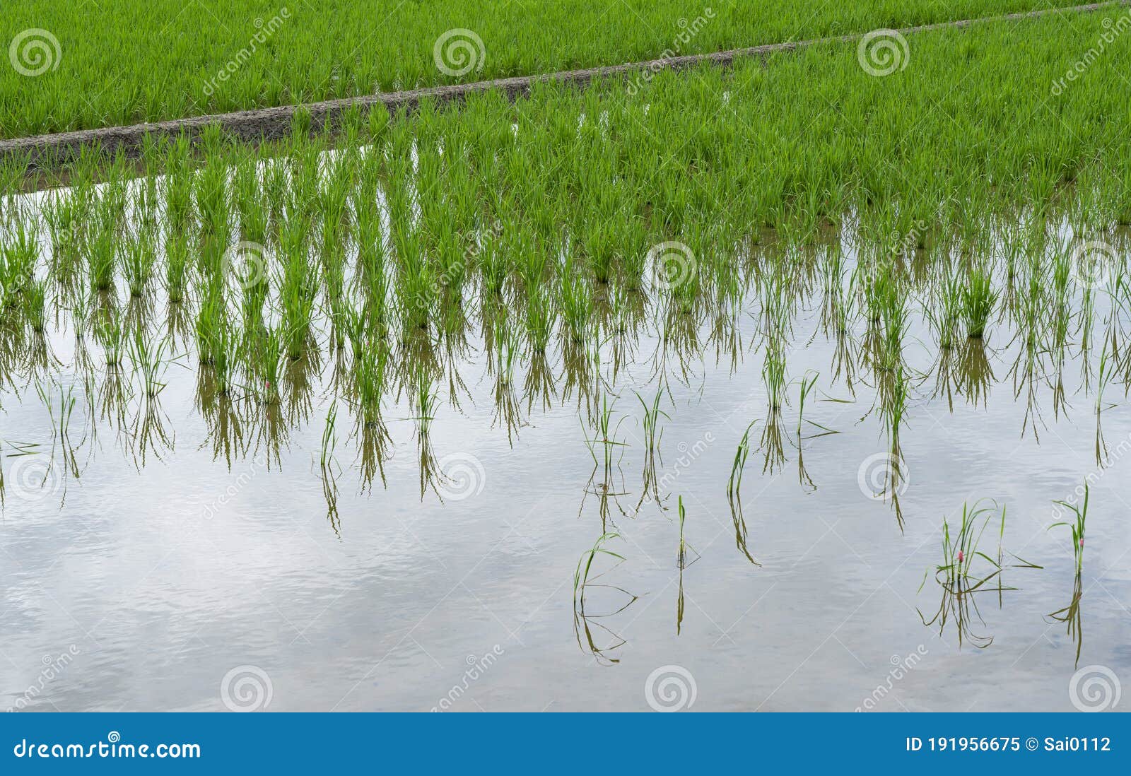 A Paddy Field Damaged by Apple Snails Stock Image - Image of green ...