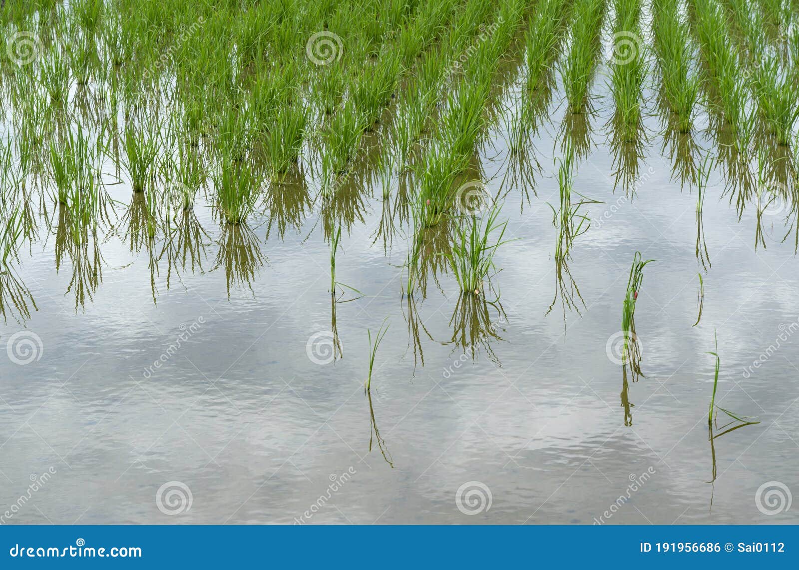 A Paddy Field Damaged by Apple Snails Stock Photo - Image of ...