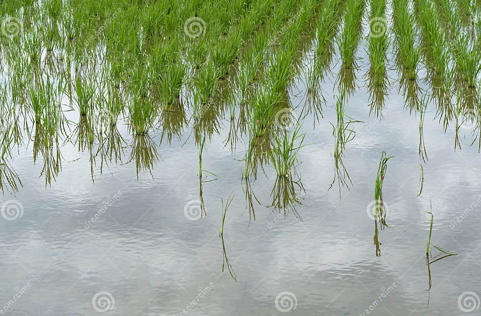 A Paddy Field Damaged by Apple Snails Stock Photo - Image of ...