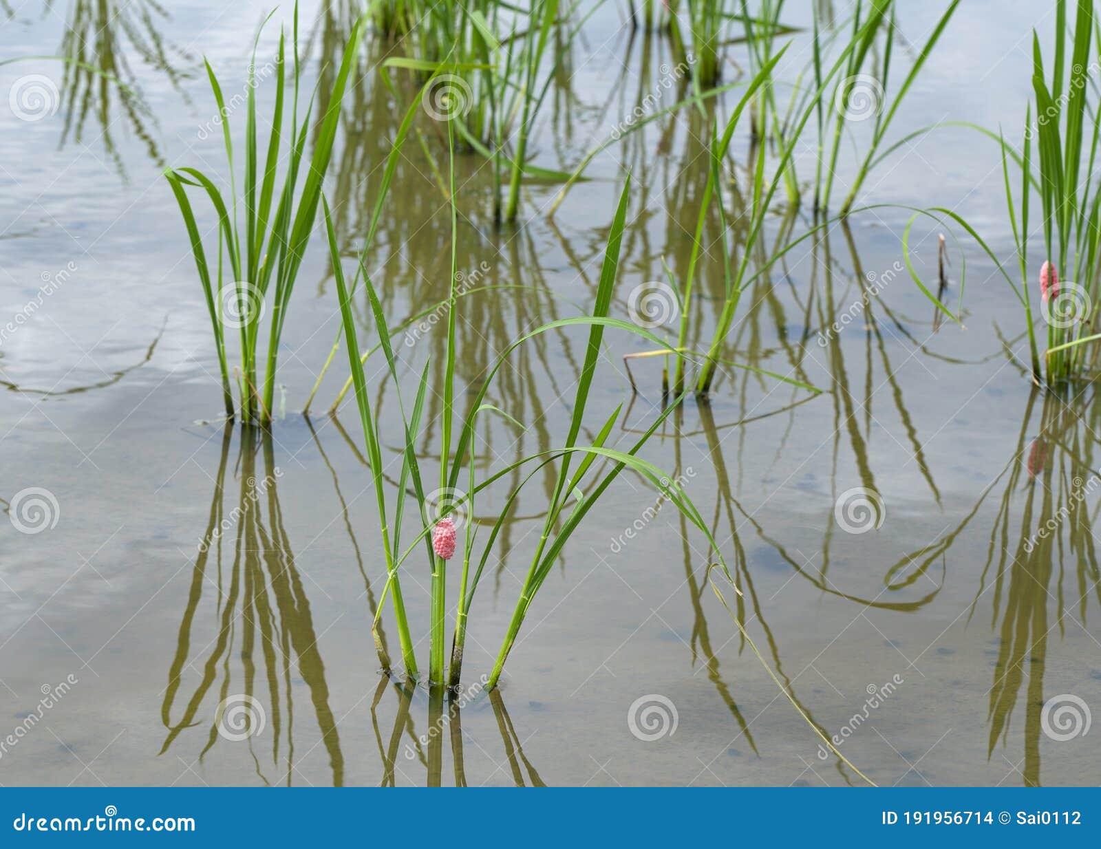 A Paddy Field Damaged by Apple Snails Stock Photo - Image of pest ...