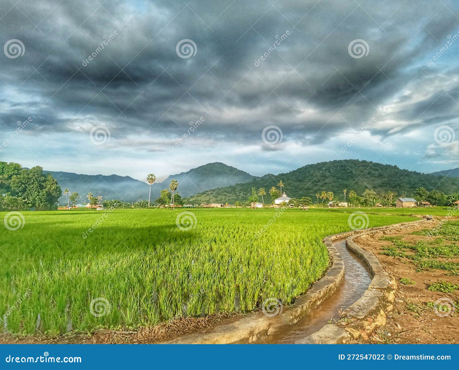 Paddy Field during the Day with Mountain and Water Views Stock Photo ...