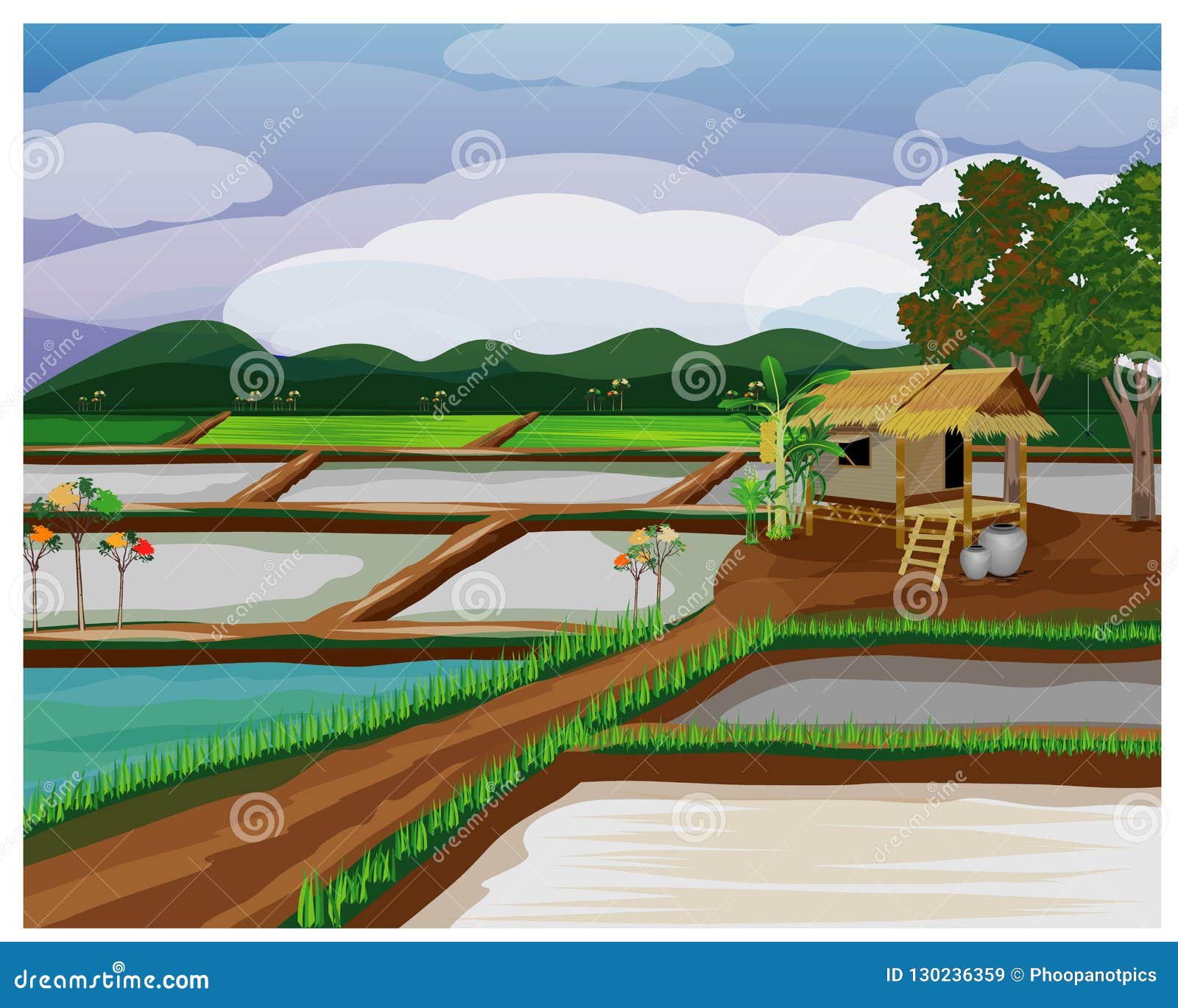 Paddy field stock vector. Illustration of rice, seeding - 130236359
