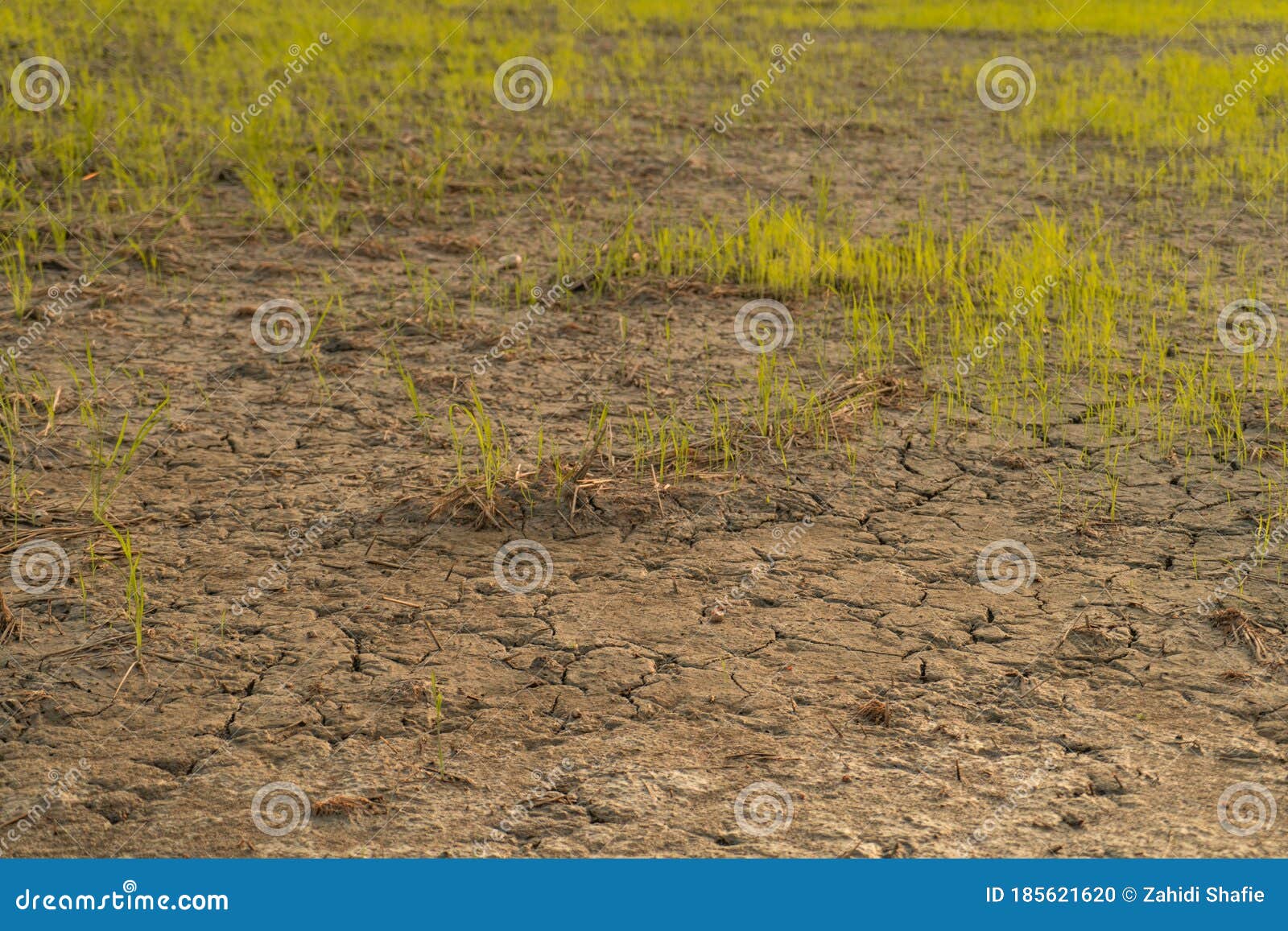 Paddy field with dry land stock photo. Image of asia - 185621620